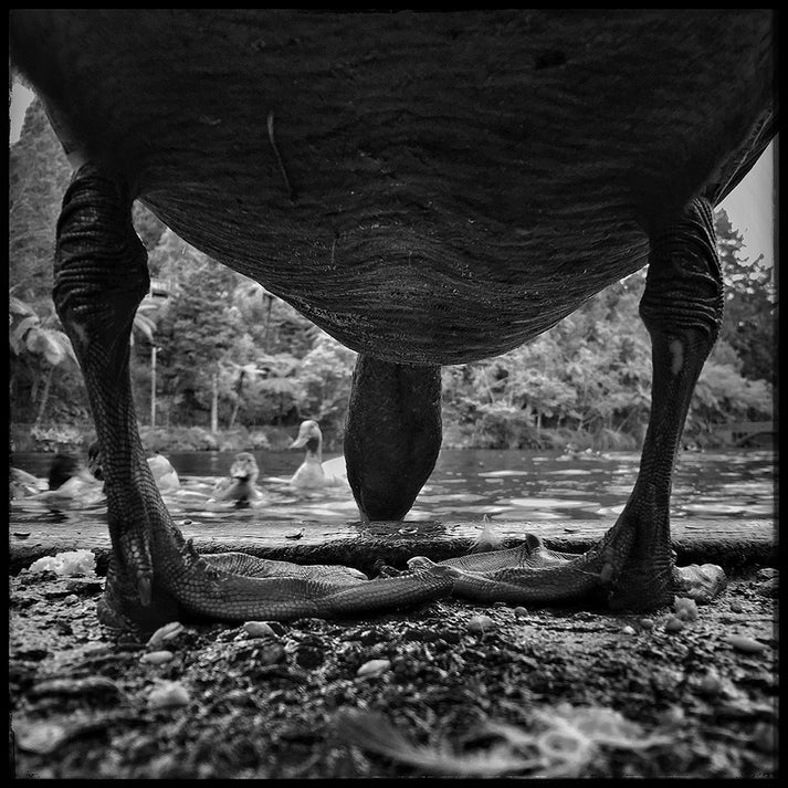 Underbelly – Lily and the Horse